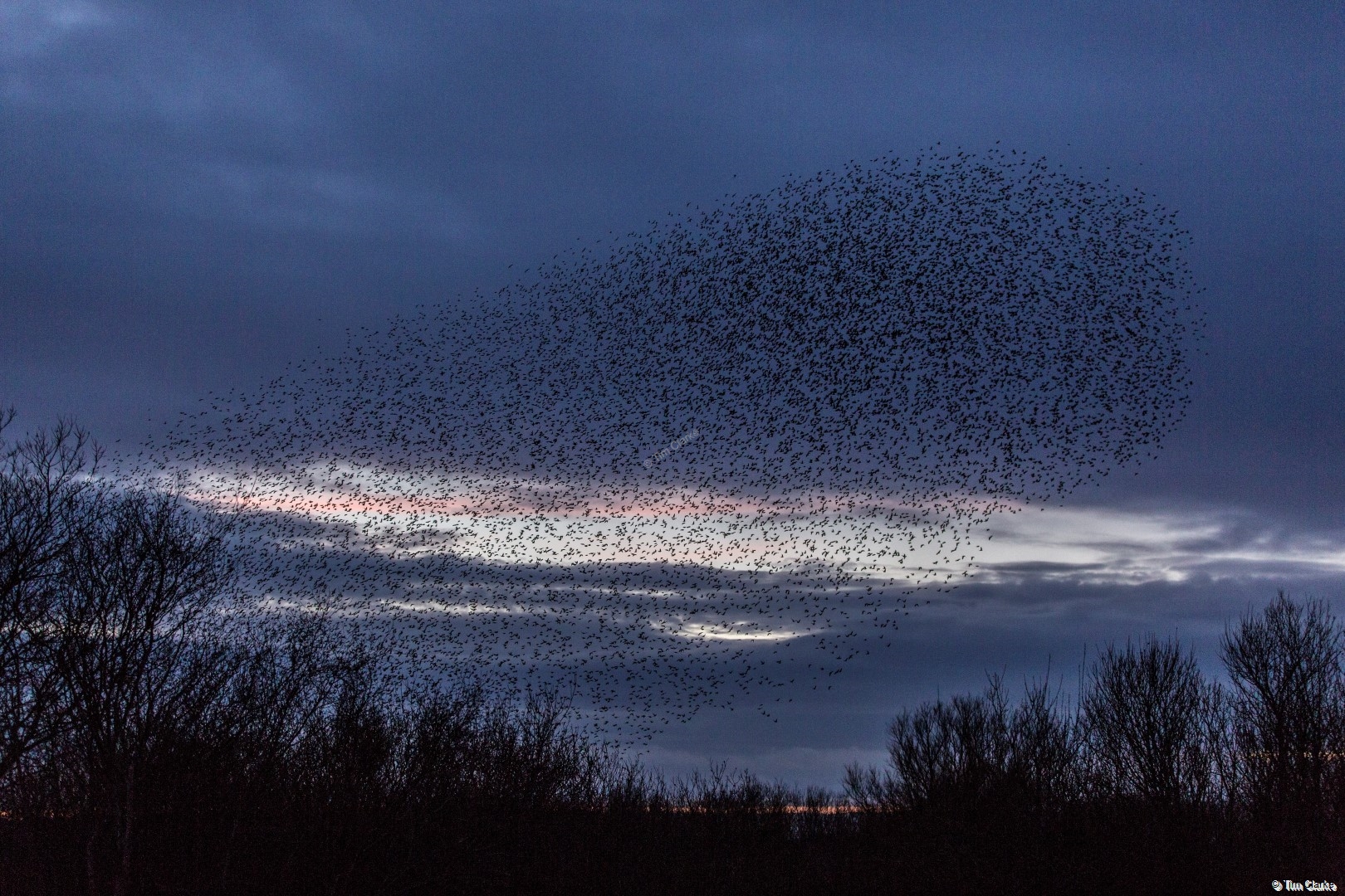 A Murmuration of Starlings over Studland Beach.