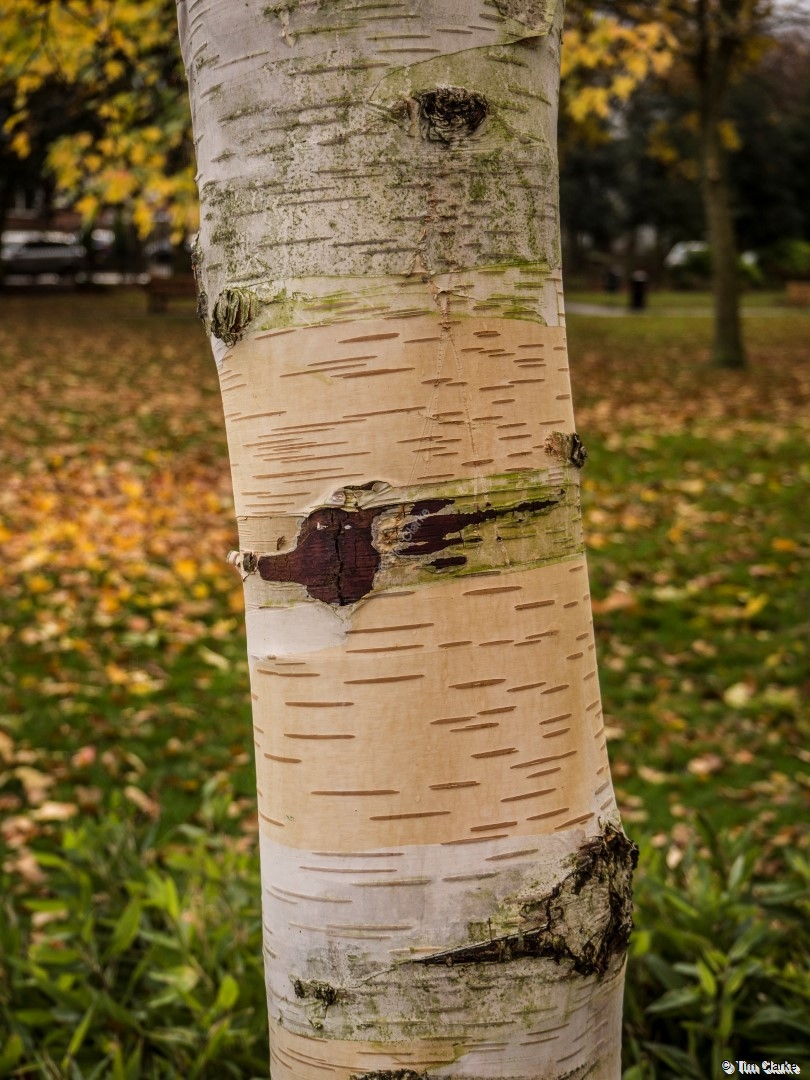 Study of a Silver Birch. | Tim's One Photograph a Day